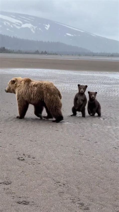 медвежонок медведь Забавные детеныши животных Смешные животные Забавные зверюшки