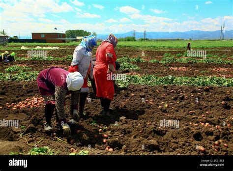 Female Workers Working In The Plantation Zone Stock Photo Alamy