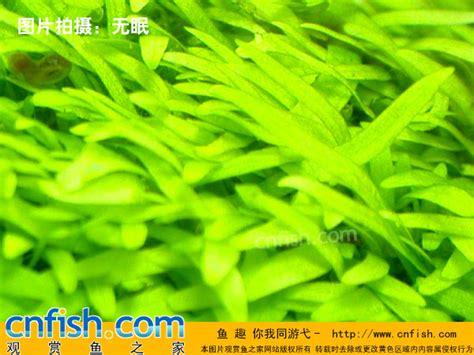 挖耳草 香港水族网