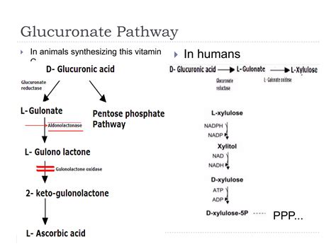 Ppp Glucuronate Pathway And Lactose Synthesis Pptx