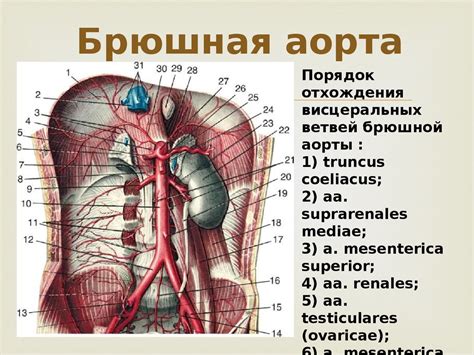 Забрюшинное пространство Online Presentation