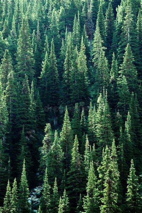 Forrest Of Pine Trees Stock Photo Image Of Forrested 3927760