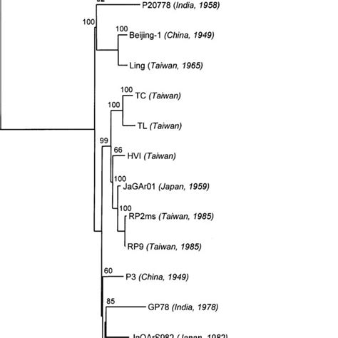 Phylogenetic Relationships Of Jev Strains Predicted From Available Download Scientific Diagram