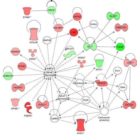 Figure 6 From High Throughput Sequencing And Pathway Analysis Reveal Alteration Of The Pituitary