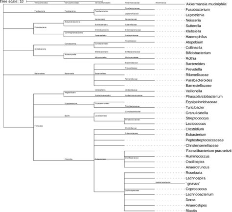 Phylogenetic Tree Of The Top 300 Biomarkers Selected By MAGMA DFNN