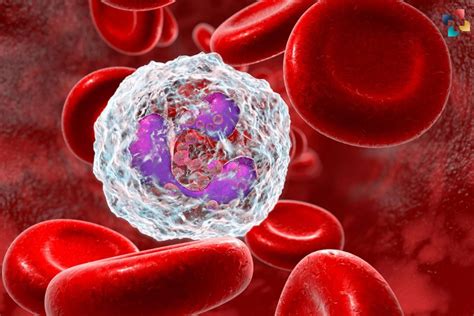 Granulocytes Immature Granulocyte Colony Stimulating Factor And