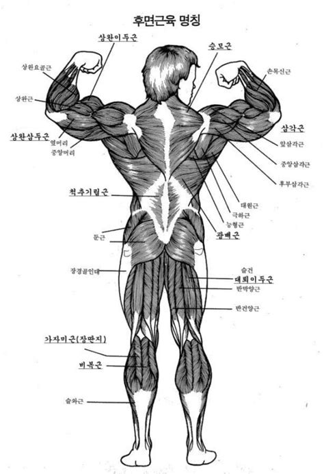 공유 인체 해부도 13 면 전후면 근육명칭 네이버 블로그