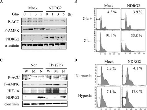 Ndrg2 Overexpression Enhances Glucose Deprivation And Hypoxia Induced
