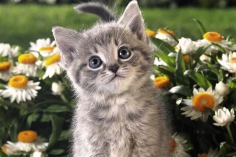 Cómo Saber Si Un Gato Es Macho O Es Hembra Curiosfera Animales