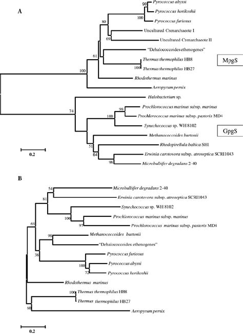 Unrooted Phylogenetic Trees Based On Available Amino Acid Sequences Of Download Scientific