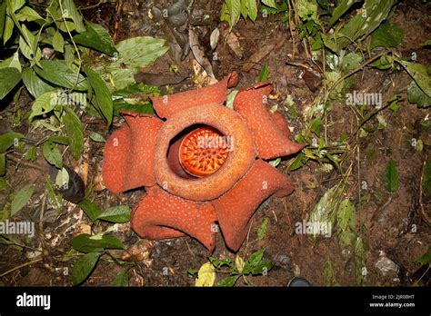 Rafflesia Kerri Flower Cameron Highlands Malaysia Stock Photo Alamy