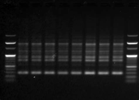 Pcr Banding Profile Of Rapd Based Genetic Fidelity Analysis Of