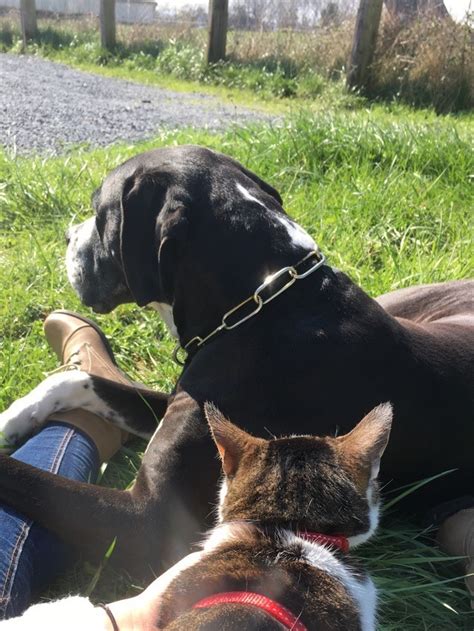 Garde Chien 09000 Garde De Chiens