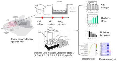 使用初级嗅觉上皮细胞的气液界面培养模型评估 Pm2 5 对嗅觉系统的不利影响 Chemical Research In Chinese Universities X Mol