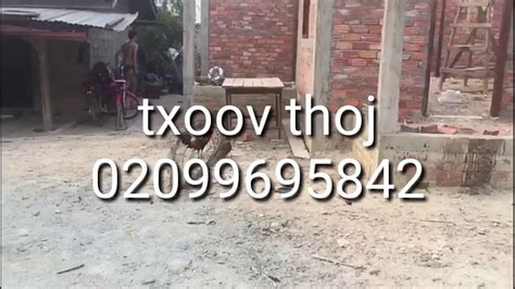 Noob Qaib Qus Nawb Youtube