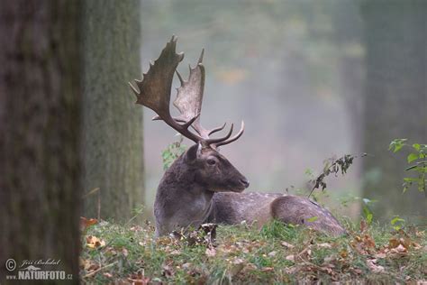 Fallow Deer Photos Fallow Deer Images Nature Wildlife Pictures Naturephoto
