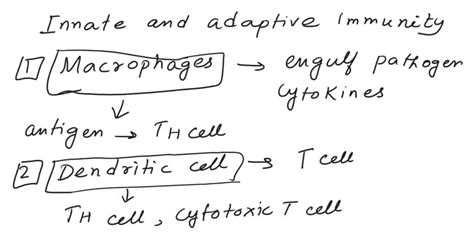 Solved Which Cells Are Involved In Both Innate And Adaptive Immunity