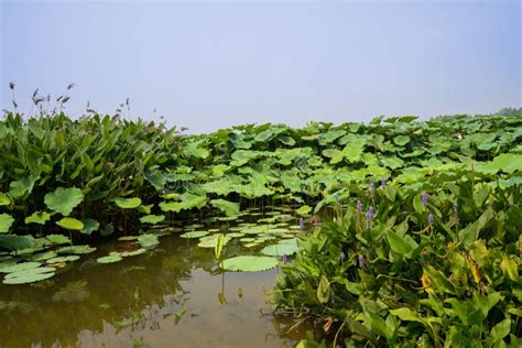 Plantas Na Lagoa Foto De Stock Imagem De Flutuador Beautify