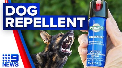 What Happens If A Dog Eats Citronella