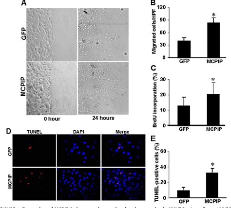 Figure 3 From Monocyte Chemotactic Protein Mcp 1 Promotes