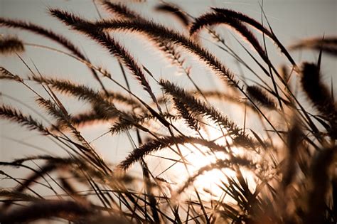 일몰이나 일출에 잔디 꽃과 추상적 인 자연 배경 황금 빛은 미션 잔디에 빛 0명에 대한 스톡 사진 및 기타 이미지 0명 가을 갈대속 벼과 Istock