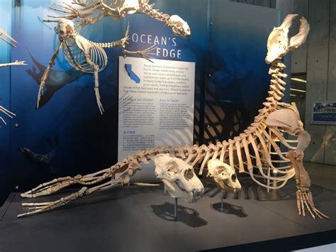 Elephant Seal Skeleton And Skulls At California Academy Of Sciences