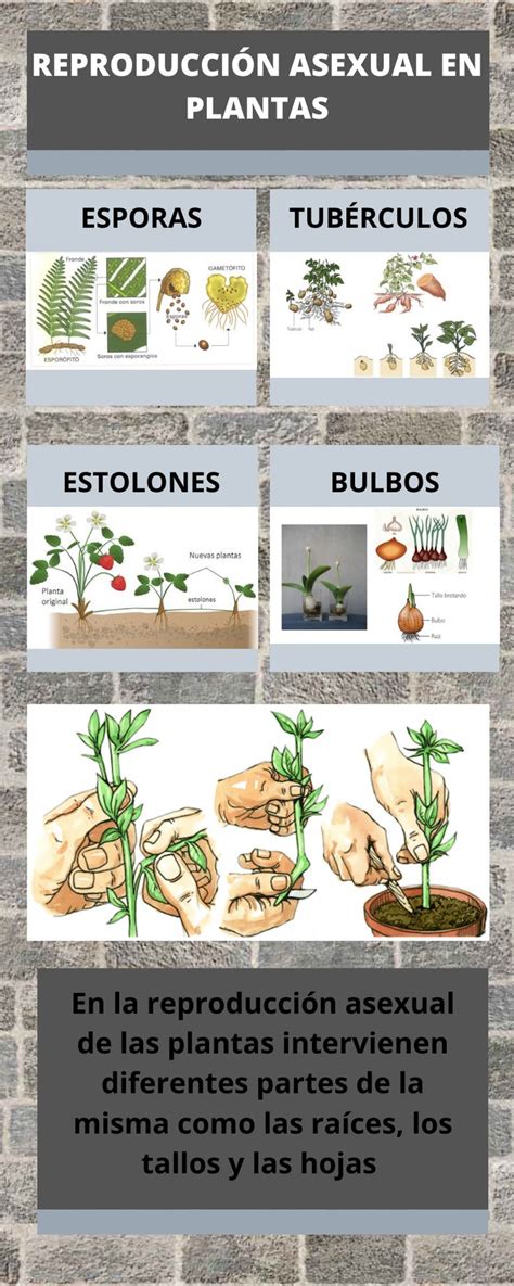 Reproducción Asexual En Plantas Reproduccion De Plantas Plantas