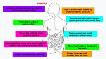 Digestive System Diagram Drag And Drop Google Slides By Ashley Tyndall