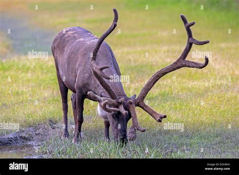 United States Alaska Anchorage Alaska Wildlife Conservation Center