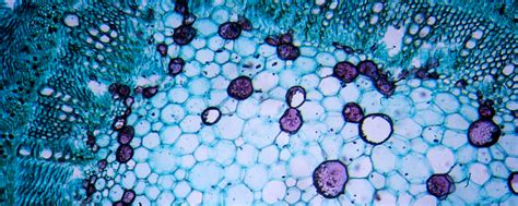 European Conferences On Biomedical Optics