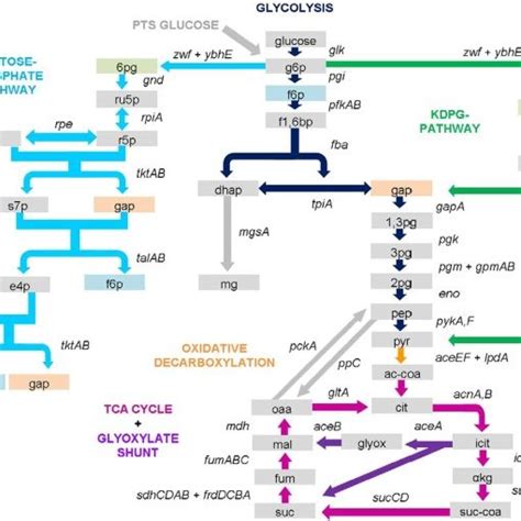 Intracellular Lifestyle Of Salmonella Salmonella Is Taken Up By Host