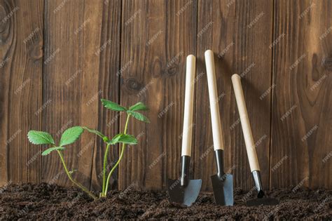 Um Conjunto De Ferramentas Para Cultivar O Solo E Uma Planta Jovem