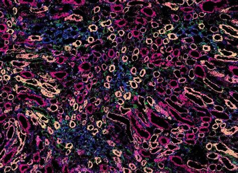 The Role Of Cavro® Components In Automating Spatial Omics Workflows The Blog Tecan