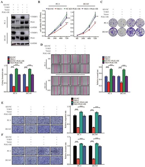 Ythdf1 Promoted Prostate Cancer Progression Through Regulating Plk1