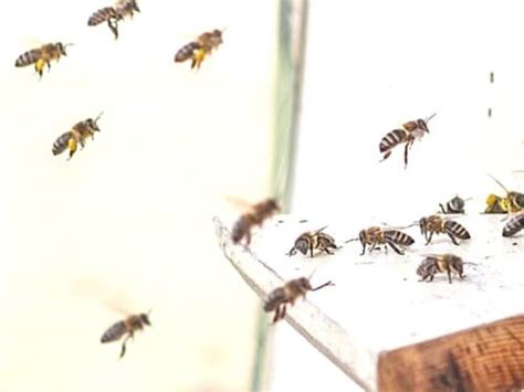 Foraging Bees What Are They And What Do They Do Carolina Honeybees