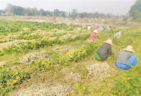 ကြက်သွန်ခင်းများအတွင်း သီးညှပ်စိုက်ပျိုးထားသော ကြက်တူရွေးပဲသီးများ