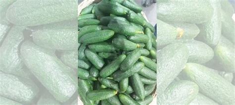 Огурцы луховицы купить в Москве | Товары для дома и дачи | Авито