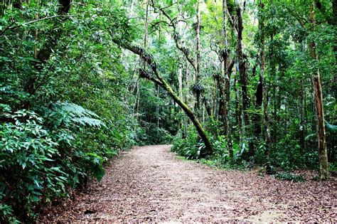 Passeio Floresta Da Tijuca S2rio