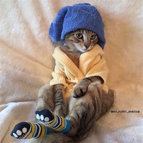 How To Relax After A Cat Bath Raww