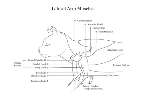Alexandra Altamuro Cat Dissection Manual