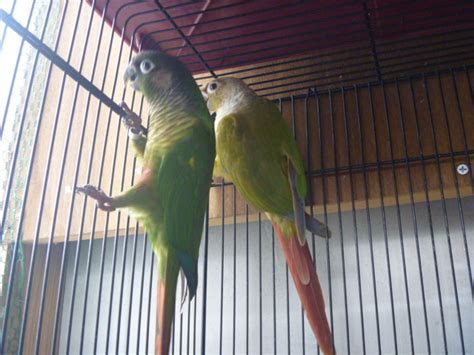 ホオミドリアカオウロコインコペア ノーマル シナモン性別鑑定書付き LOVEBIRDFUKUOKAラブバードフクオカ インコや小
