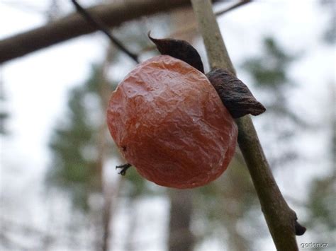 Forum / Obrázek : Tomel viržinský | Garten.cz