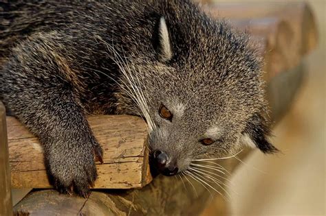 Why This Rare “bearcat” Leaves A Popcorn Scent In The Treetops A Z