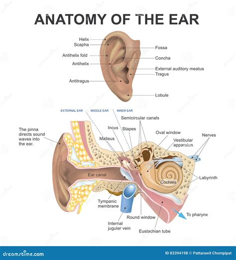 Anatomie Van Het Oor Stock Illustratie Illustration Of Midden 83394198