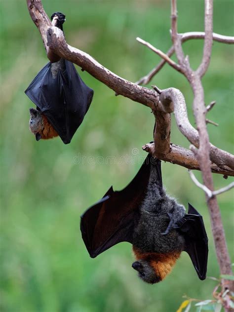 Pteropus Poliocephalus Gray Headed Flying Fox In The Night Fly Away
