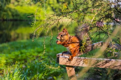 A Cute Squirrel Is Chewing A Nutsquirrel Eats Nuts In The Autumn