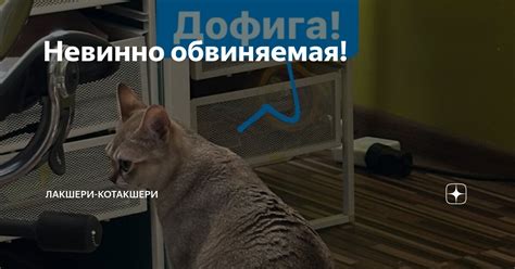 Невинно обвиняемая Лакшери Котакшери Дзен