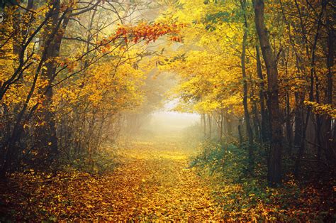 Autumn Walk Ccxxx By Realitydream On Deviantart