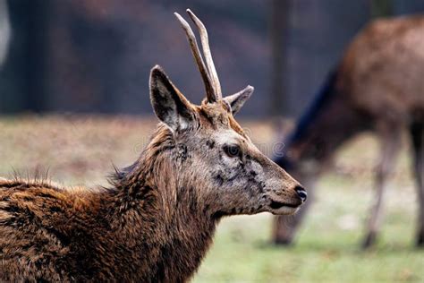 Close Up Of A Deer With Antlers In Nature Stock Image Image Of Deer