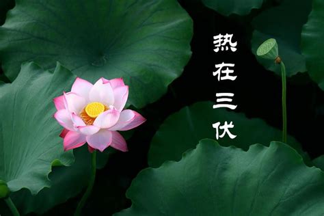 2022年哪天入伏？入伏适合吃什么？吃2肉食3豆忌2味，安稳过伏天 知乎